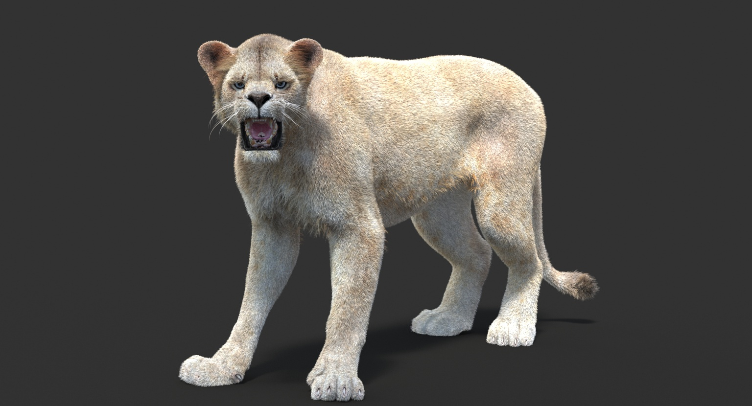 3D lioness 2 fur colors model - TurboSquid 1153348