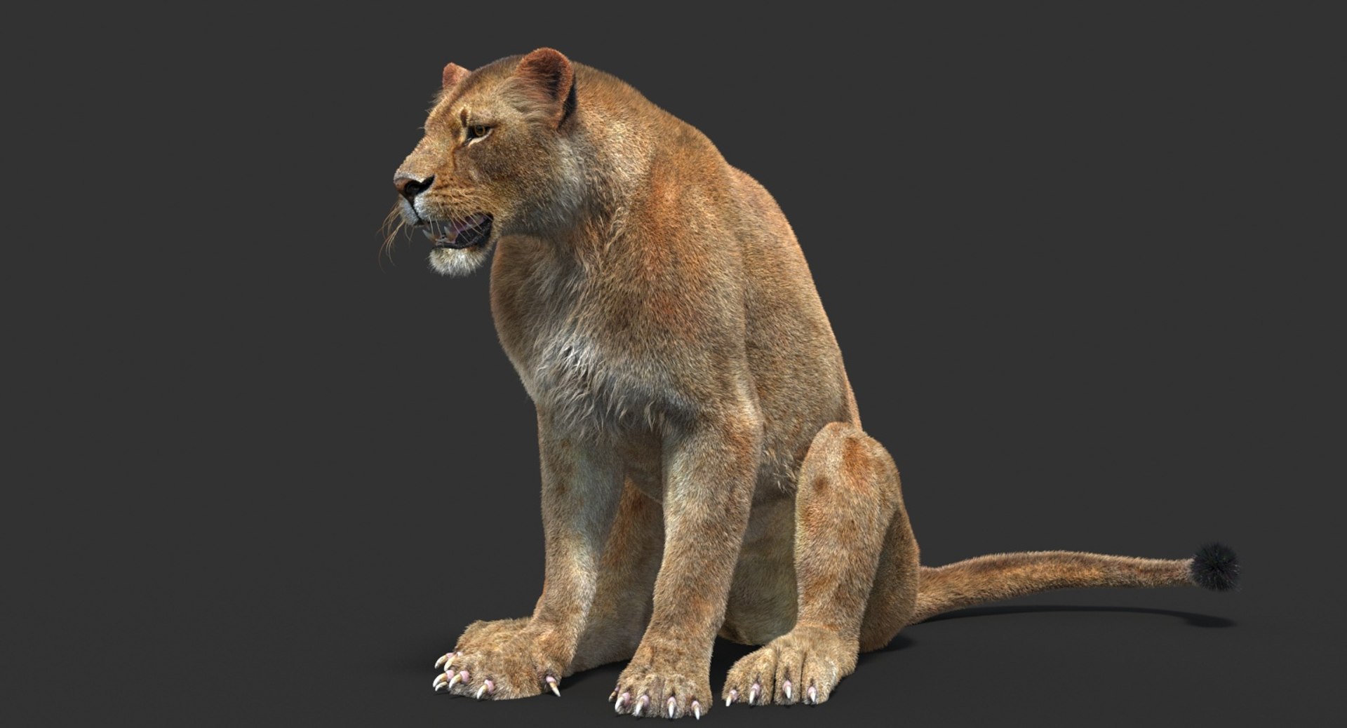 3D lioness 2 fur colors model - TurboSquid 1153348