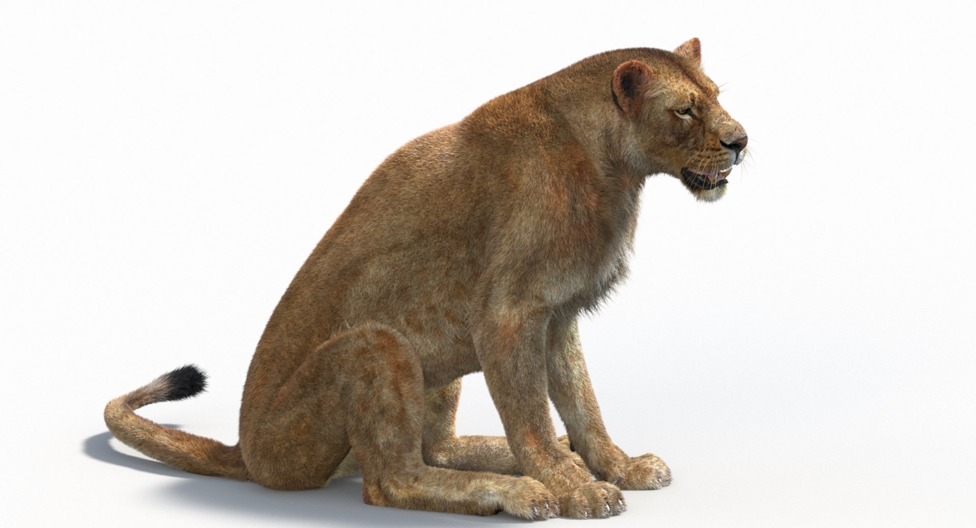 3D lioness 2 fur colors model - TurboSquid 1153348