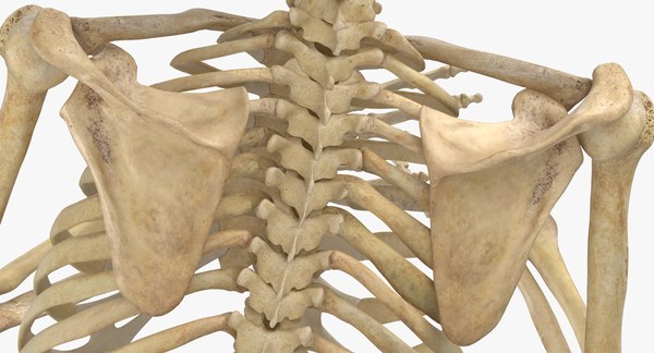 Real human female skeleton model - TurboSquid 1692382