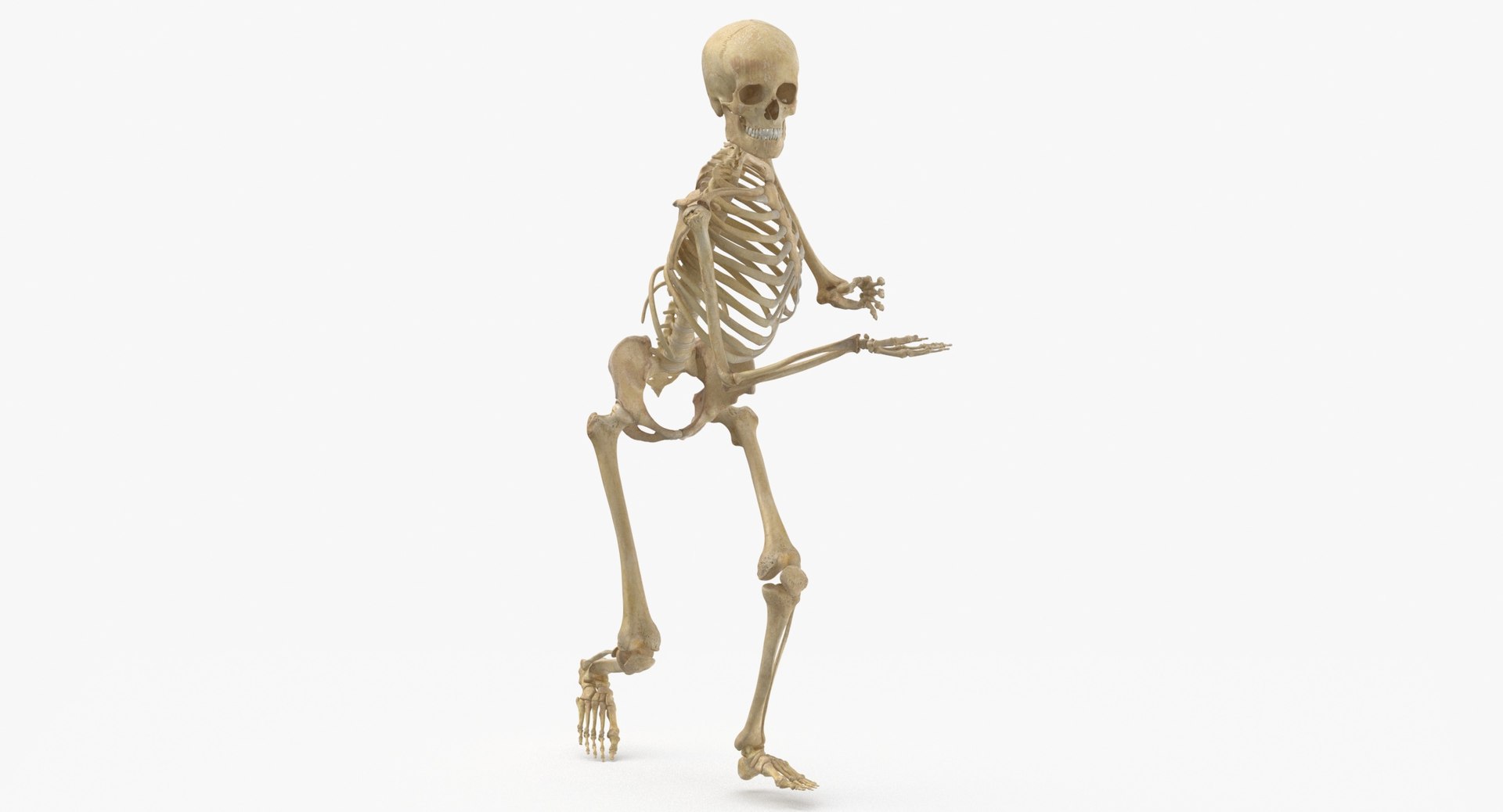Real human female skeleton model - TurboSquid 1692382