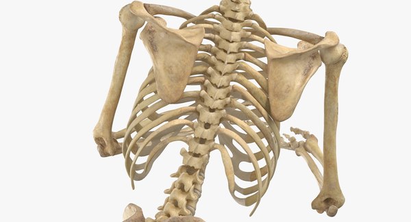 Real human female skeleton model - TurboSquid 1692382