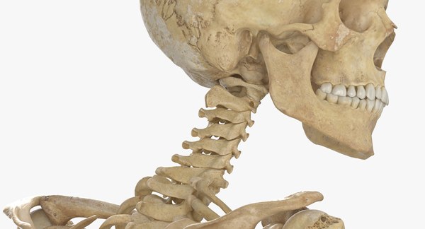 Real human female skeleton model - TurboSquid 1692382