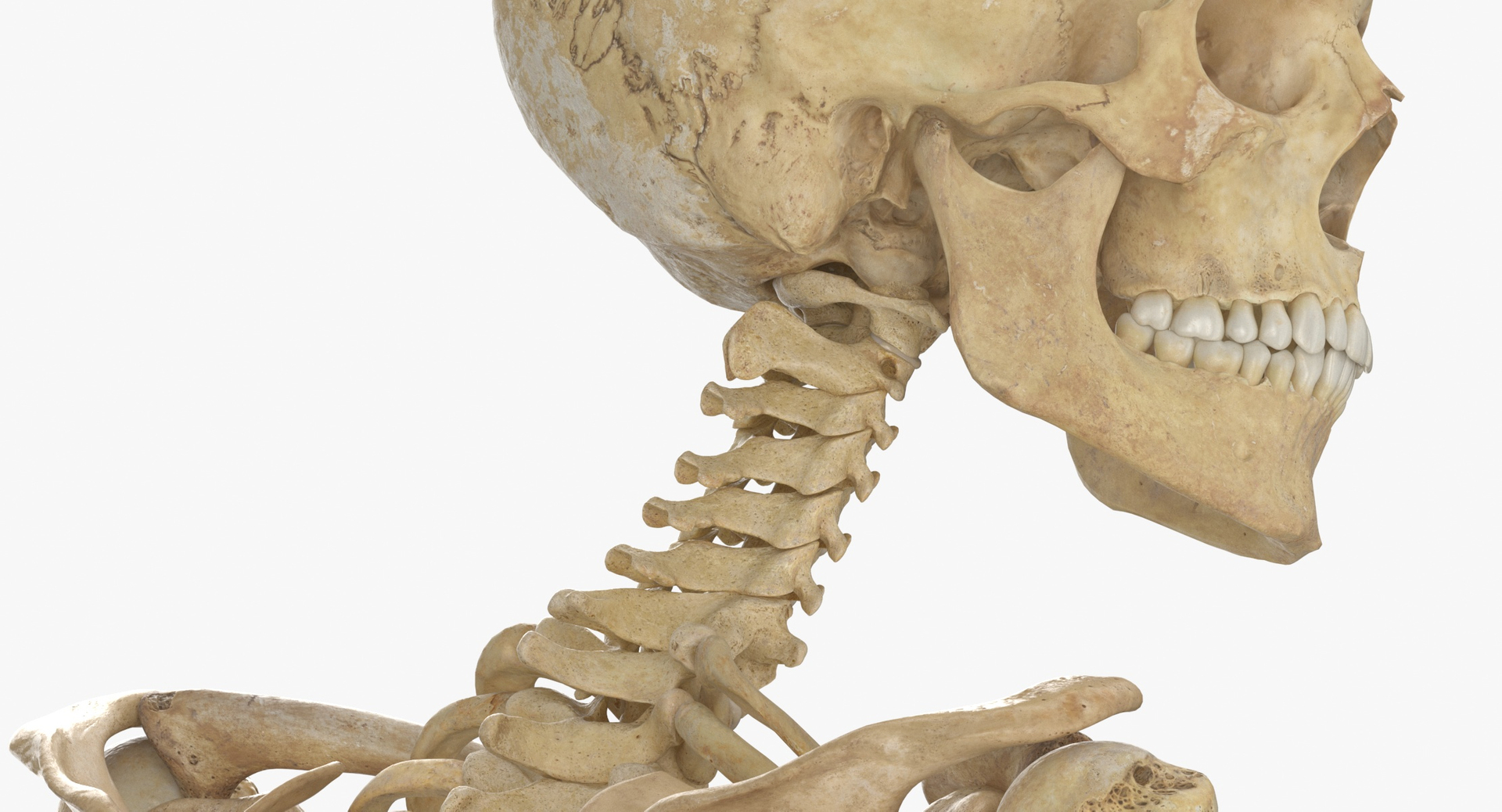 Real human female skeleton model - TurboSquid 1692382