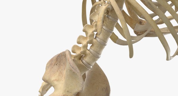 Real human female skeleton model - TurboSquid 1692382
