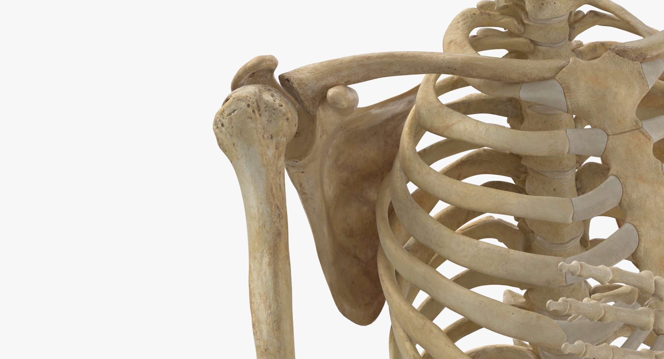 Real human female skeleton model - TurboSquid 1692382