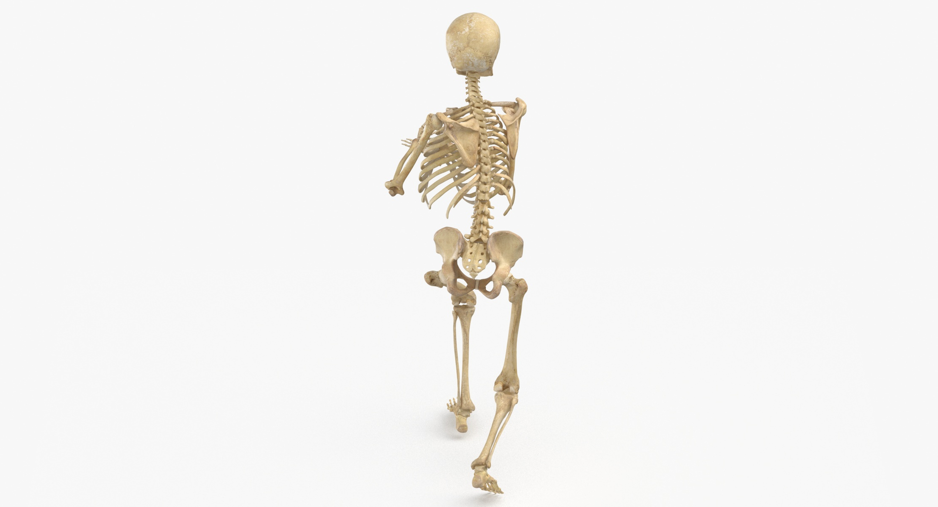 Real human female skeleton model - TurboSquid 1692382