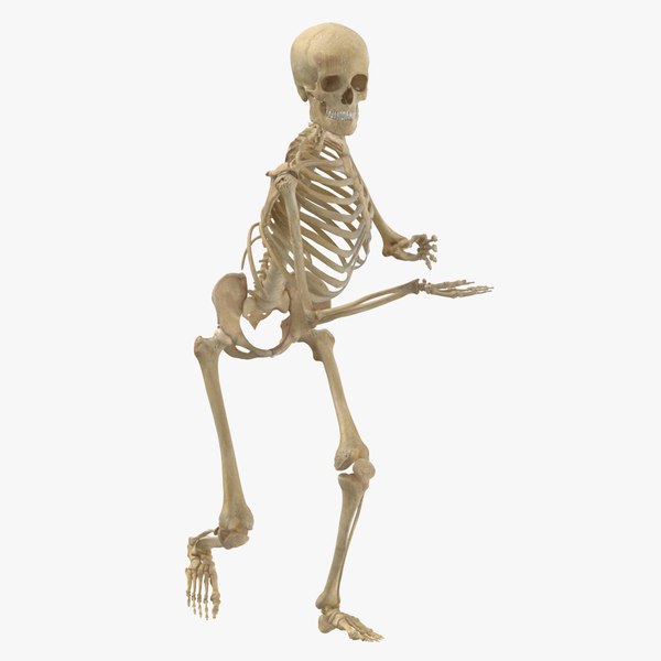 Real human female skeleton model - TurboSquid 1692382
