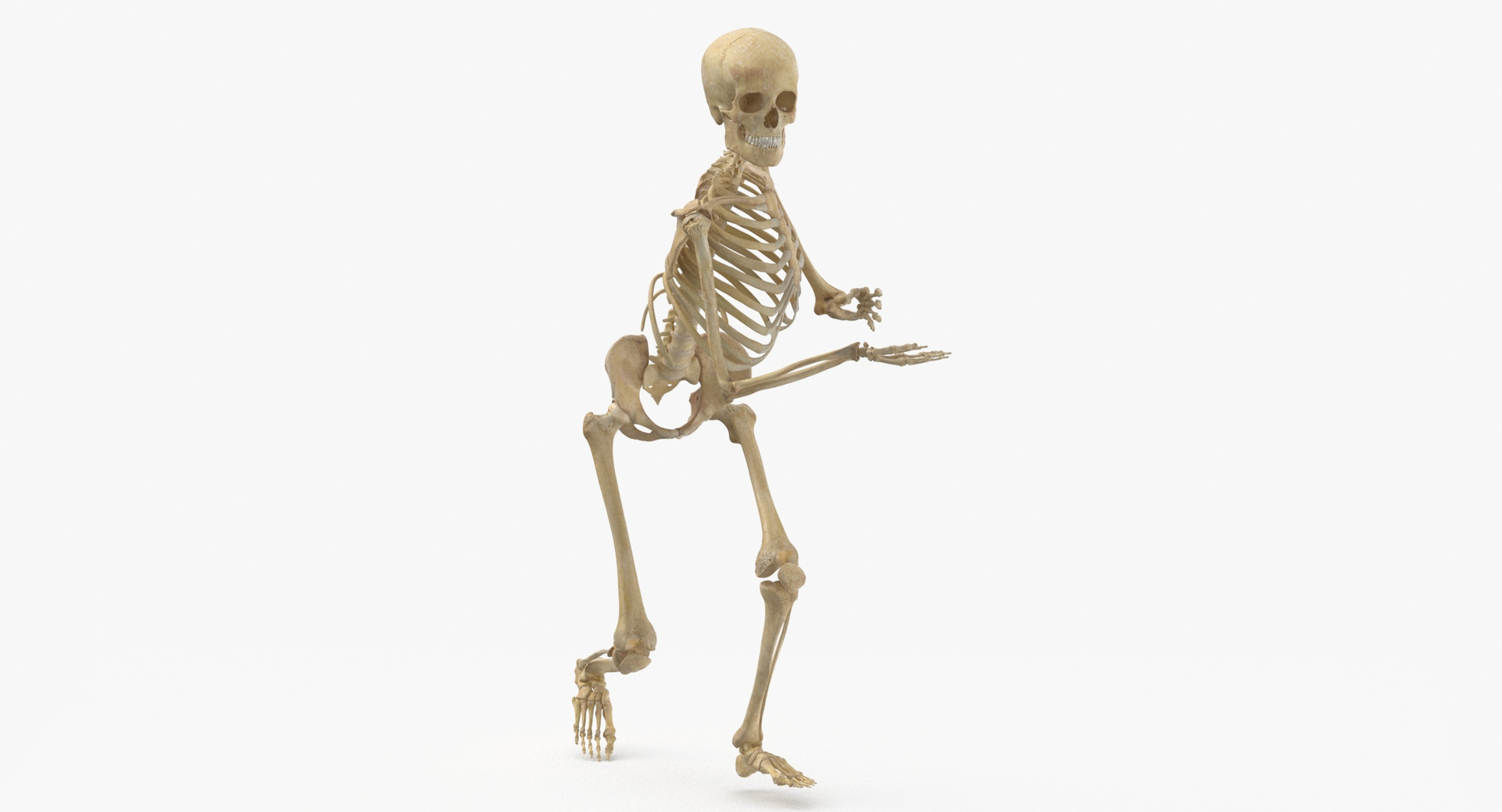 Real human female skeleton model - TurboSquid 1692382