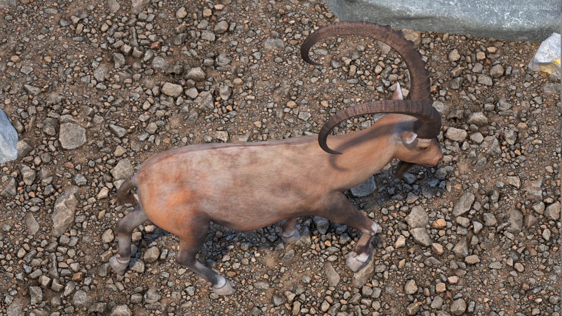 3D Alpine Ibex Rigged Model - TurboSquid 2219806
