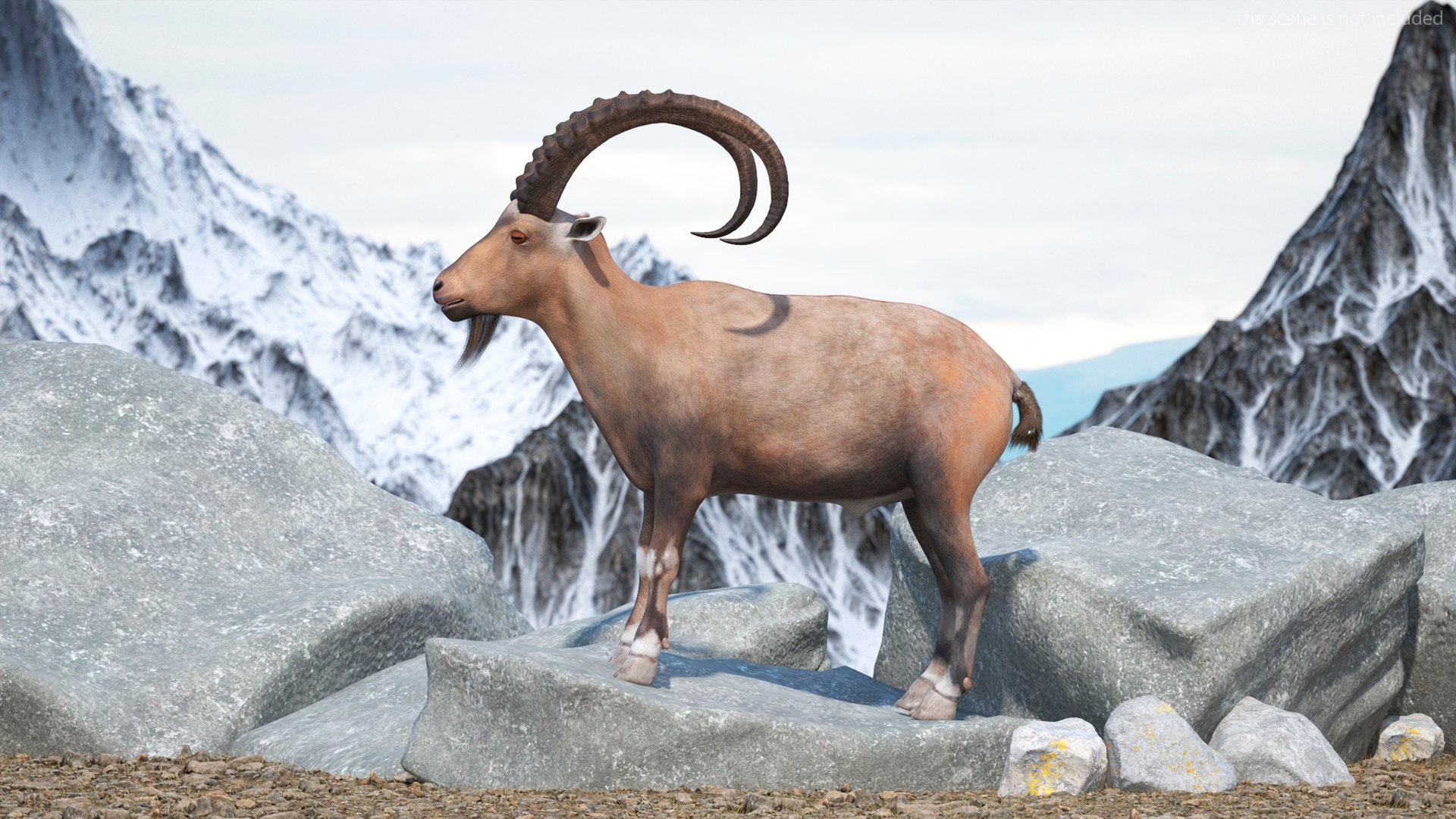3D Alpine Ibex Rigged Model - TurboSquid 2219806