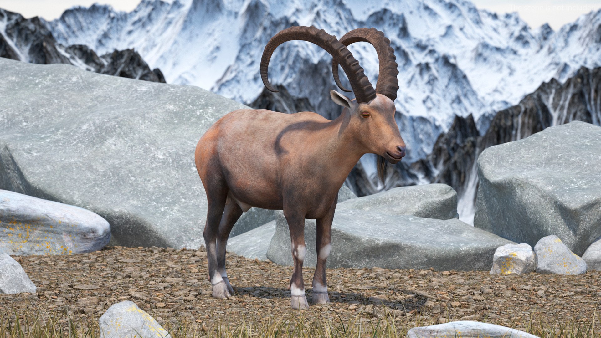 3D Alpine Ibex Rigged Model - TurboSquid 2219806