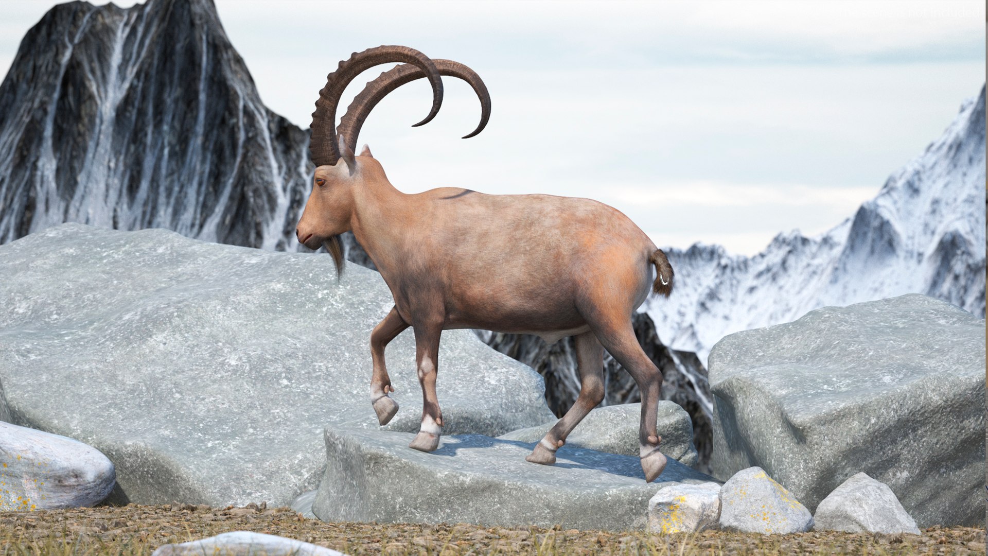 3D Alpine Ibex Rigged Model - TurboSquid 2219806