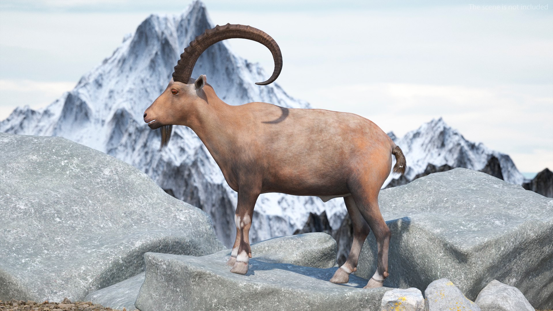 3D Alpine Ibex Rigged Model - TurboSquid 2219806