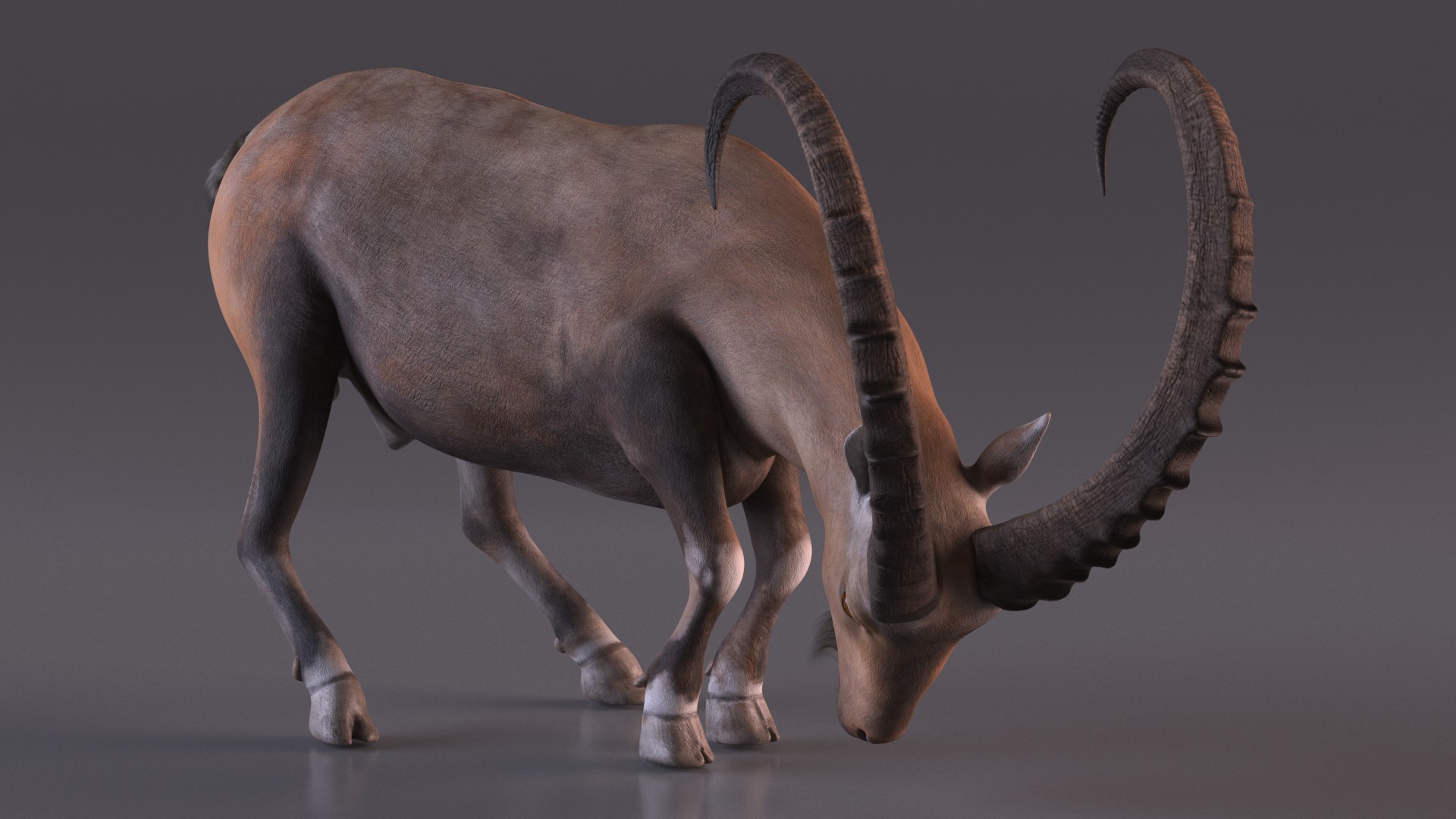 3D Alpine Ibex Rigged Model - TurboSquid 2219806