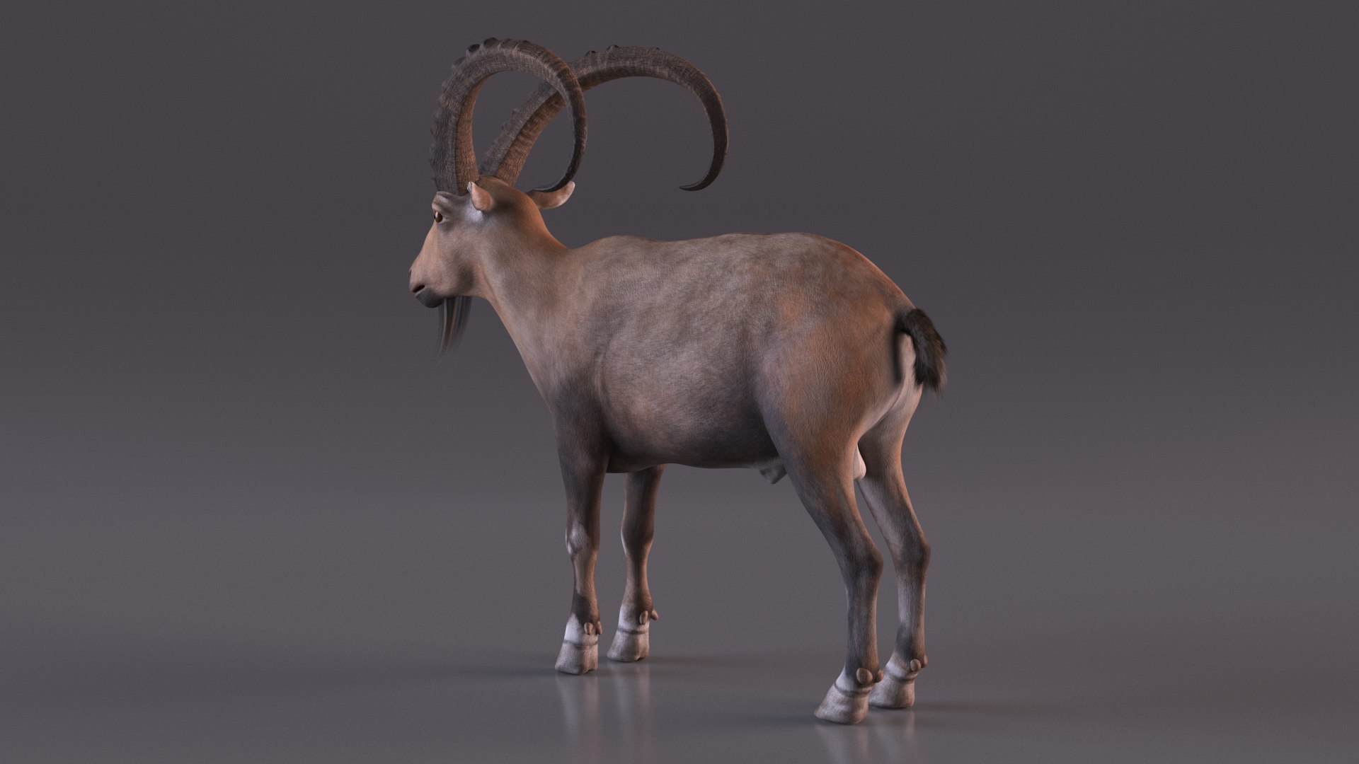 3D Alpine Ibex Rigged Model - TurboSquid 2219806