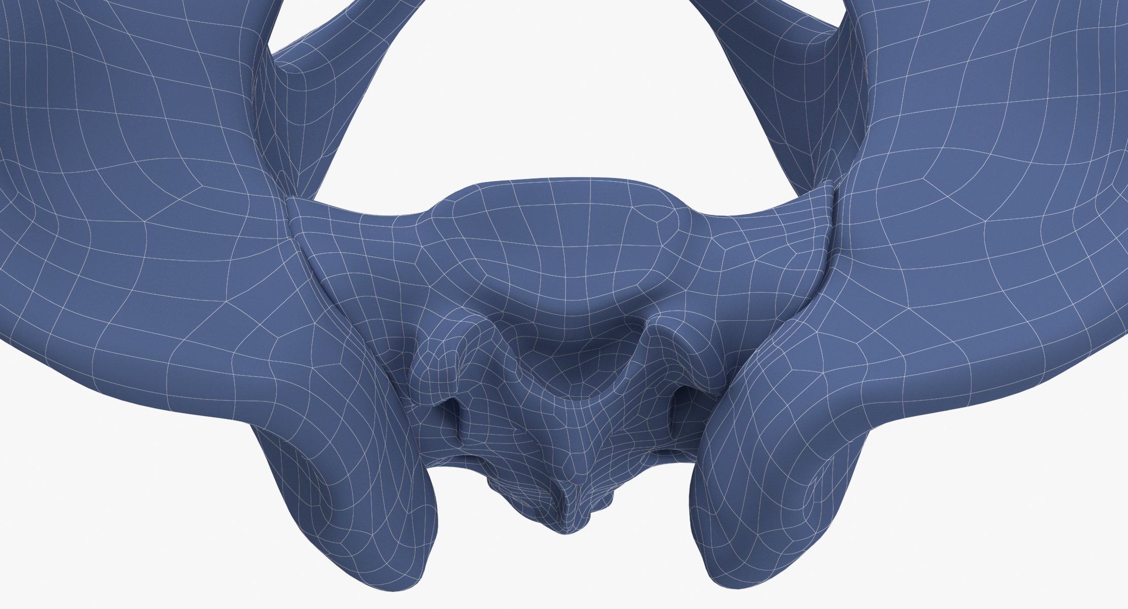 3D human male pelvis sacrum model - TurboSquid 1689761