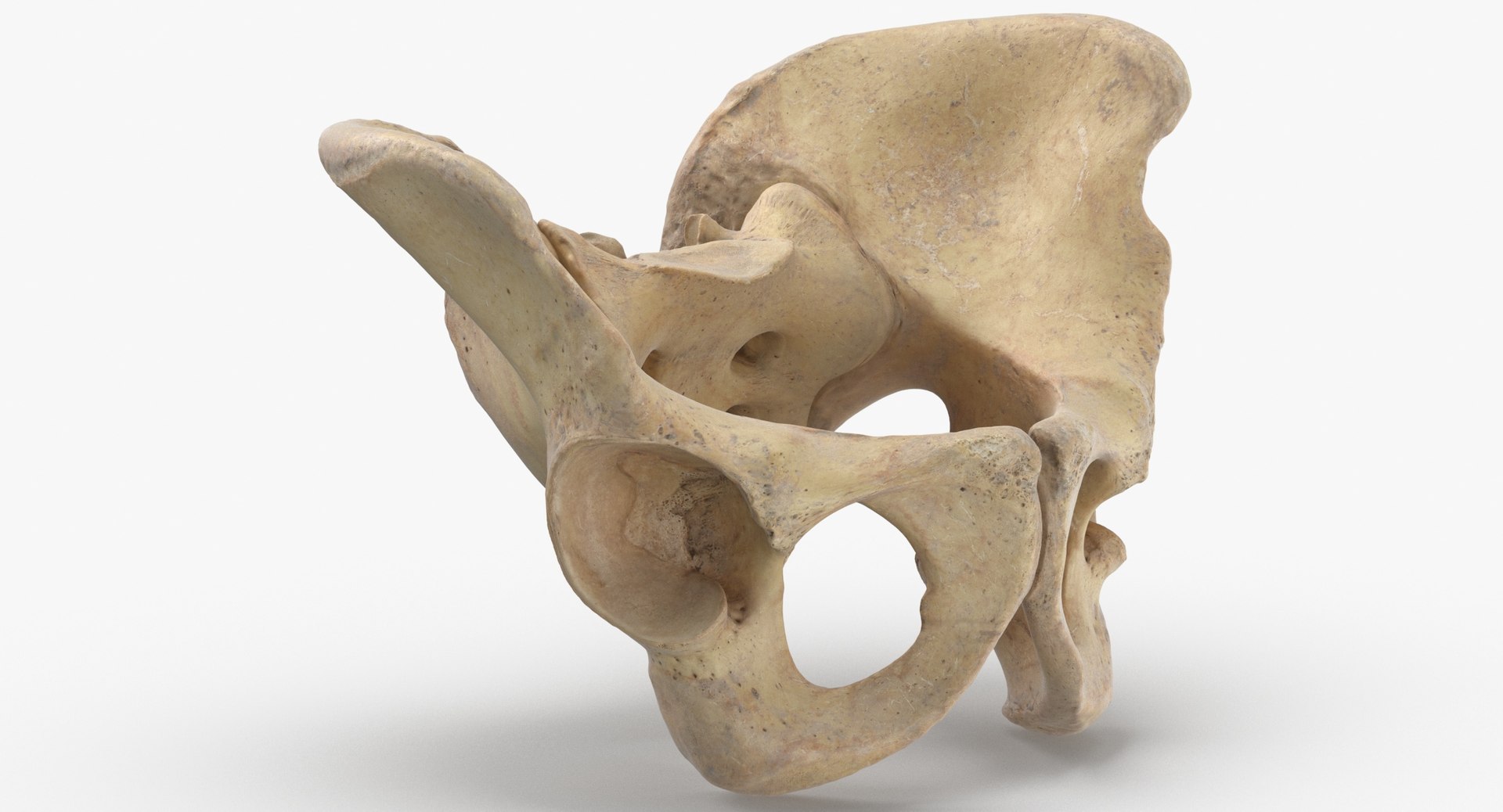 3D Human Male Pelvis Sacrum Model - TurboSquid 1689761