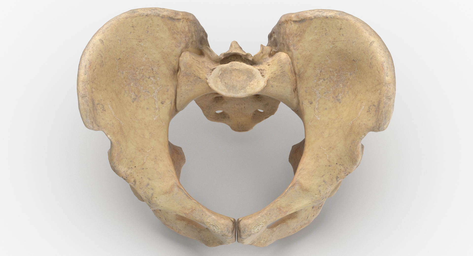 3D human male pelvis sacrum model - TurboSquid 1689761