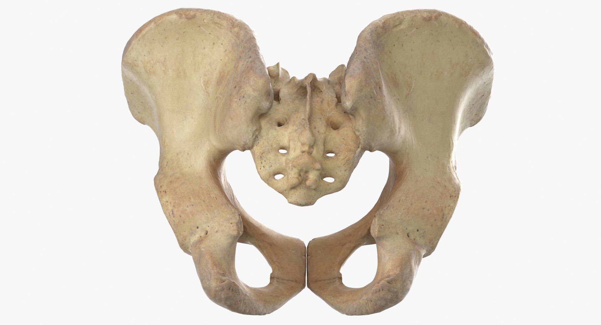 3D Human Male Pelvis Sacrum Model - TurboSquid 1689761