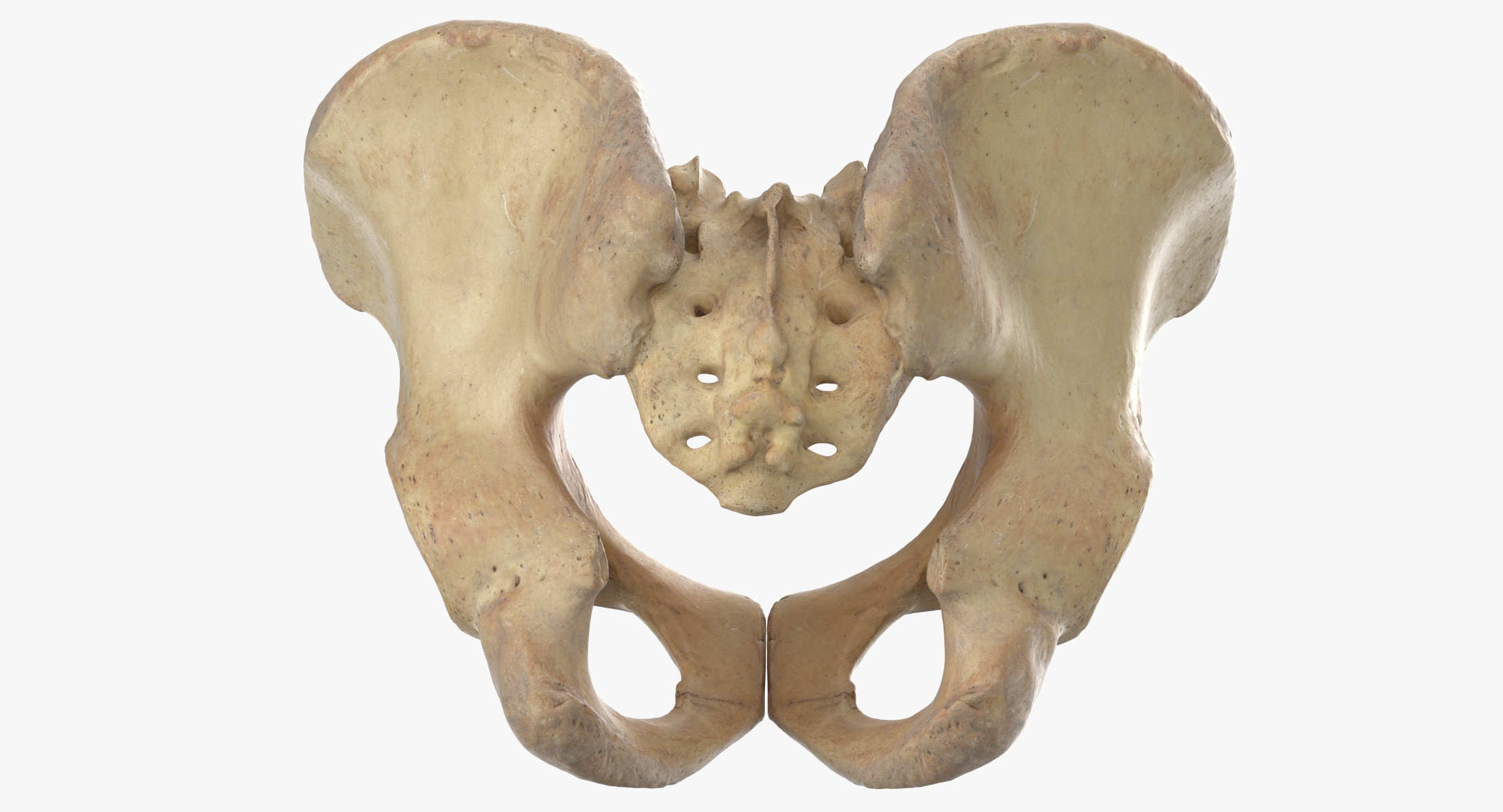 3D human male pelvis sacrum model - TurboSquid 1689761