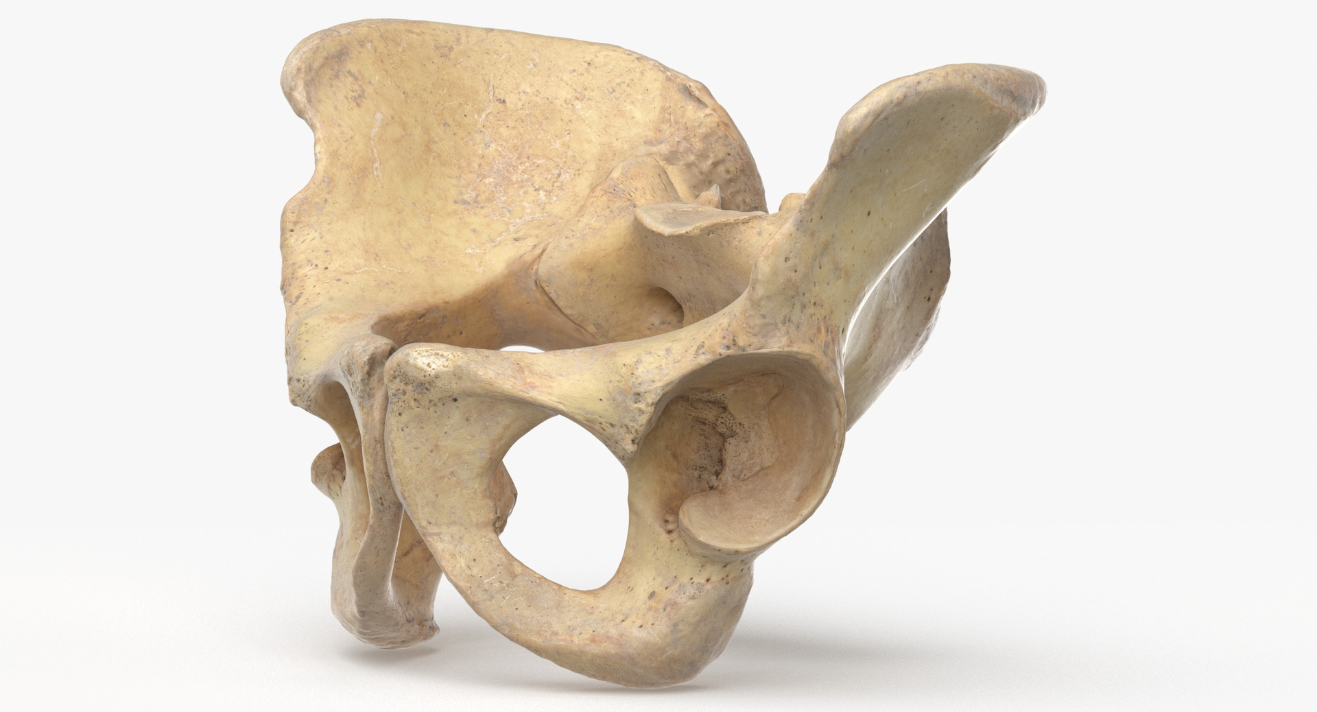3D human male pelvis sacrum model - TurboSquid 1689761