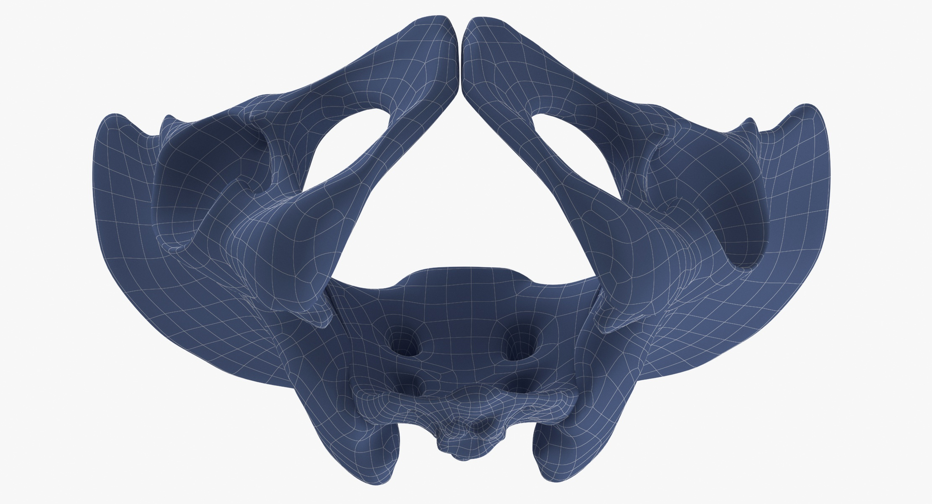 3D human male pelvis sacrum model - TurboSquid 1689761