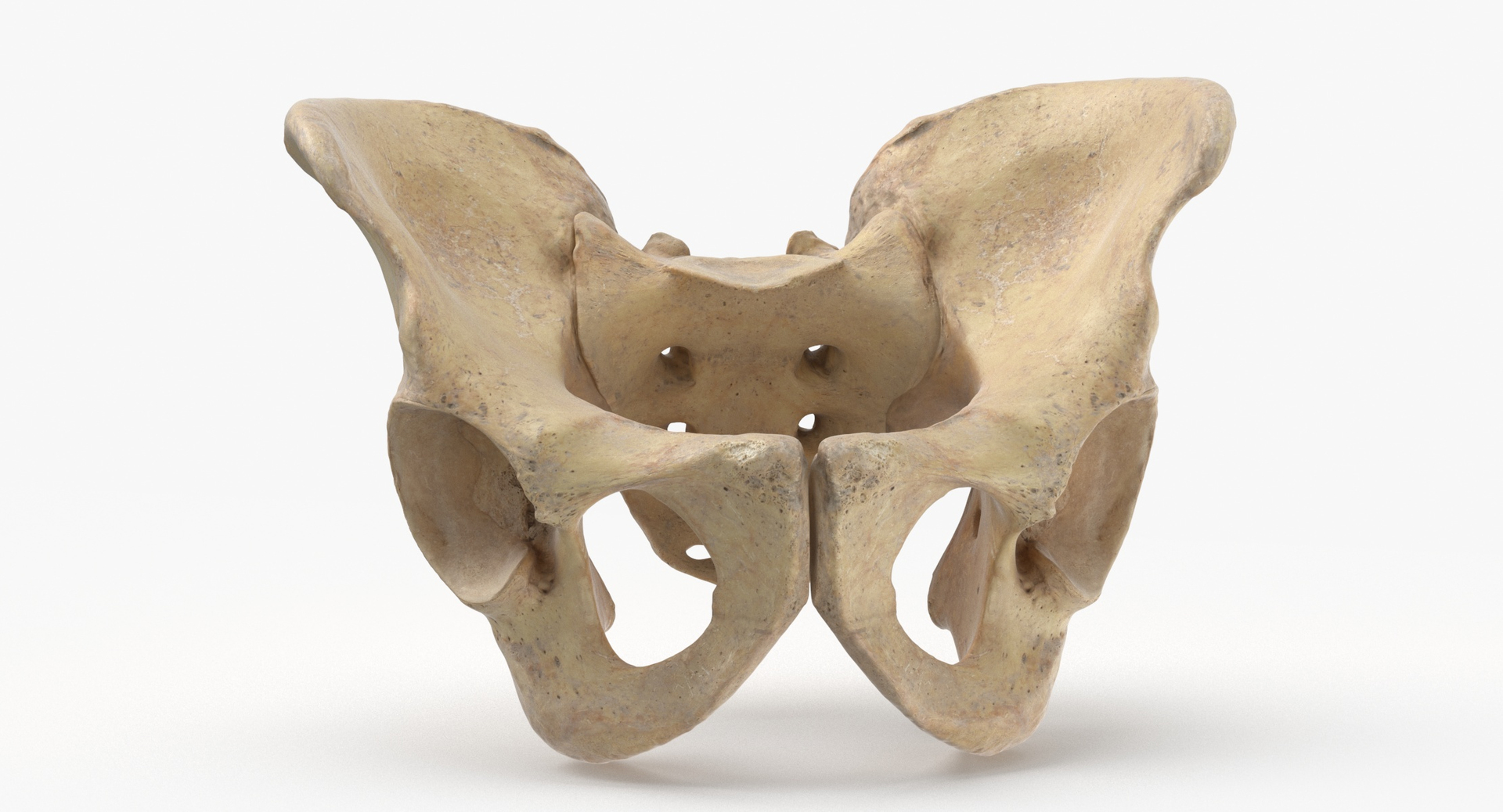 3D Human Male Pelvis Sacrum Model - TurboSquid 1689761