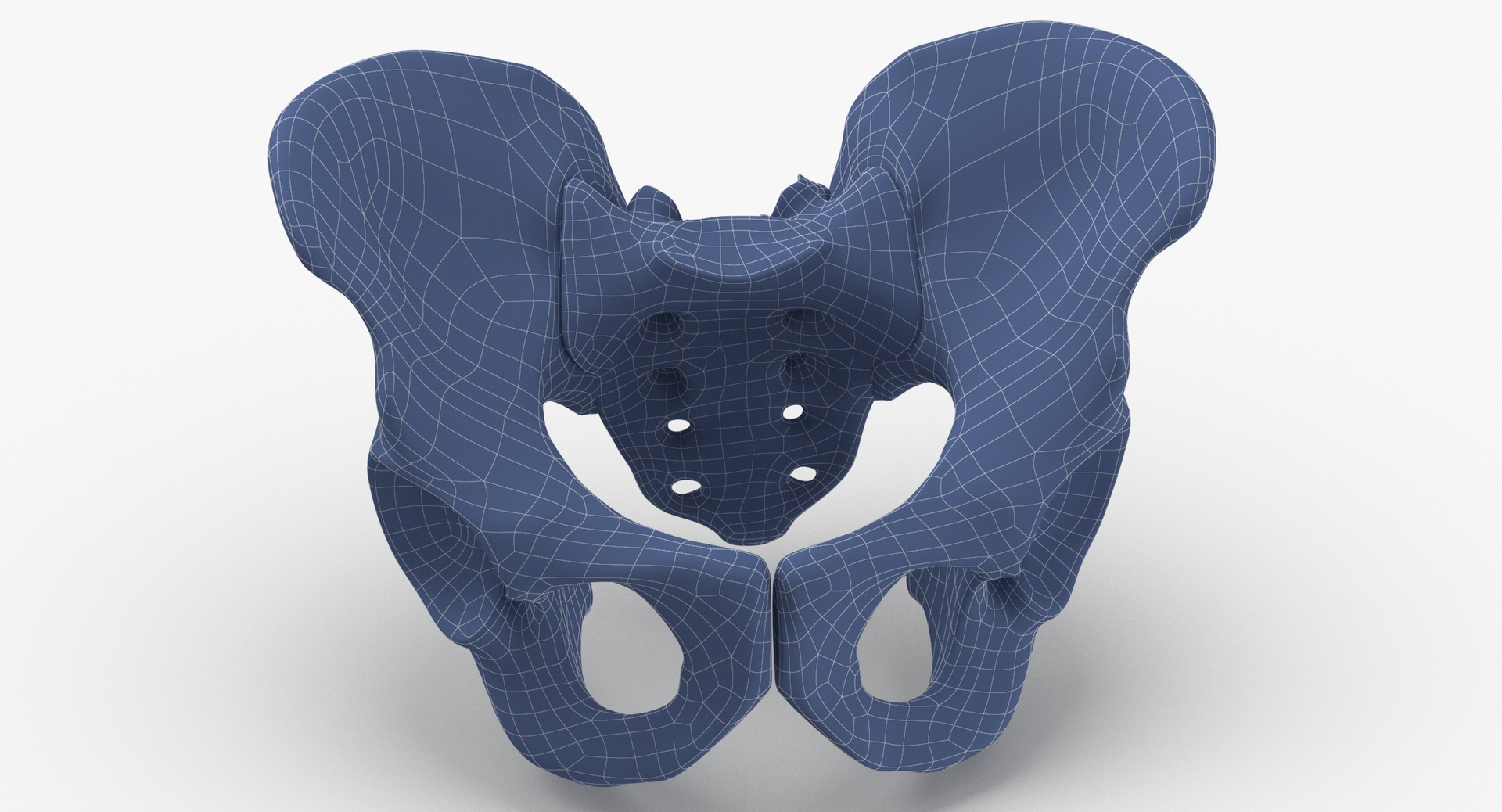 3D human male pelvis sacrum model - TurboSquid 1689761