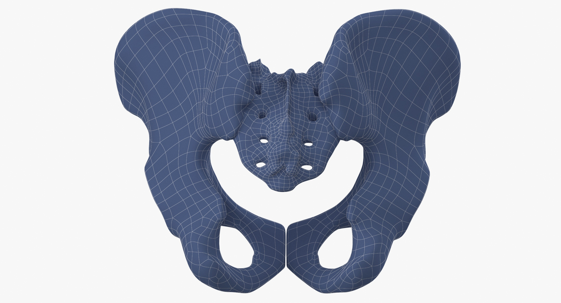 3D human male pelvis sacrum model - TurboSquid 1689761
