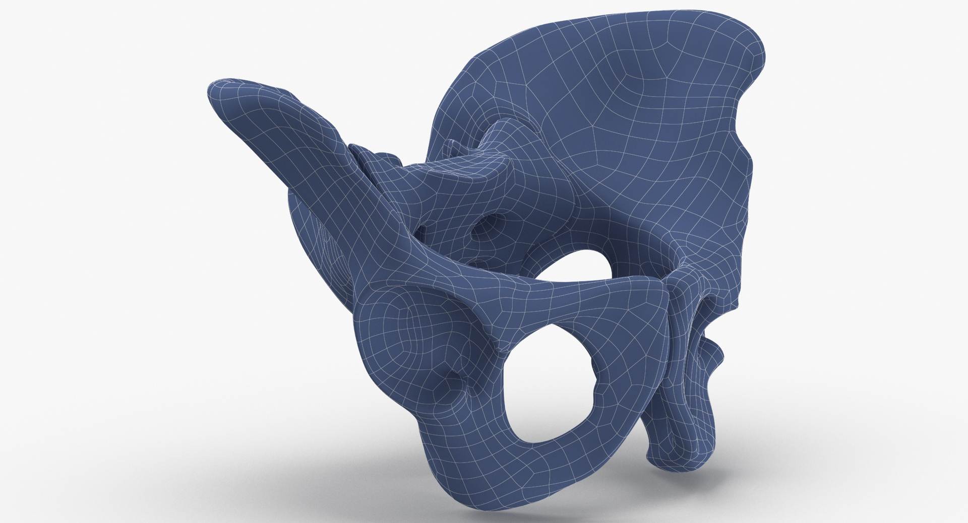 3D human male pelvis sacrum model - TurboSquid 1689761