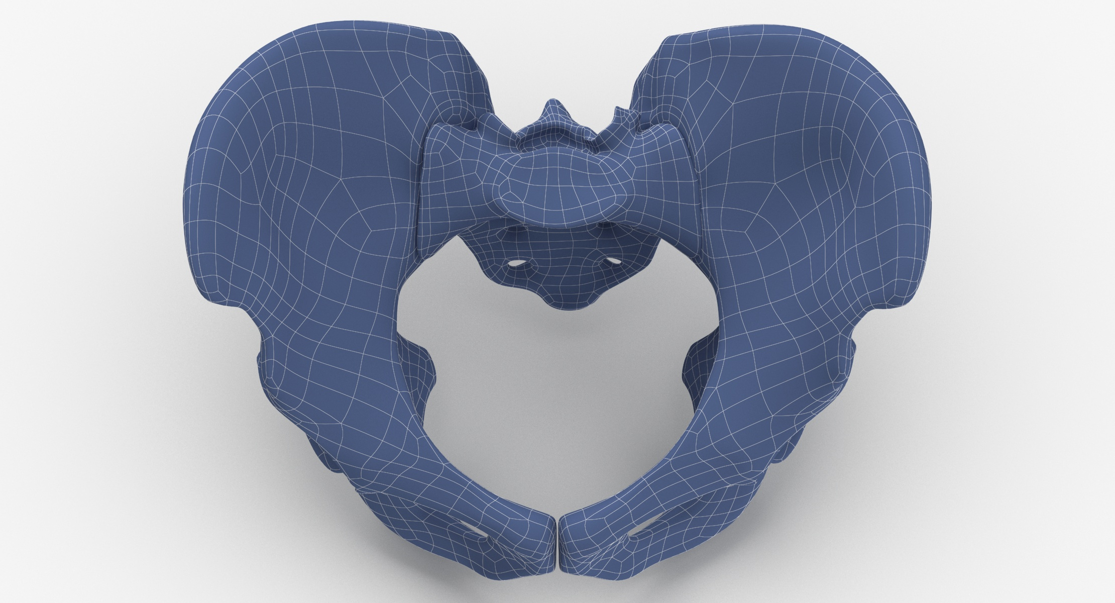 3D human male pelvis sacrum model - TurboSquid 1689761