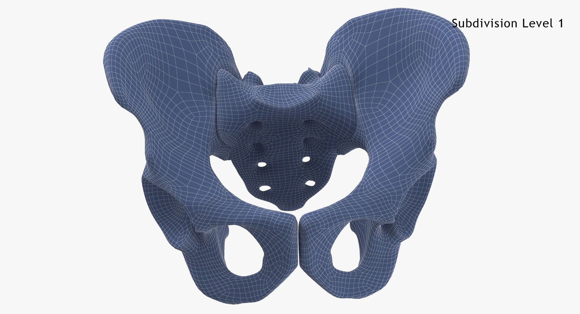 modèle 3D de Réel Humain Mâle Bassin Sacrum Ilium Oschium Pubic 01 (1 ...