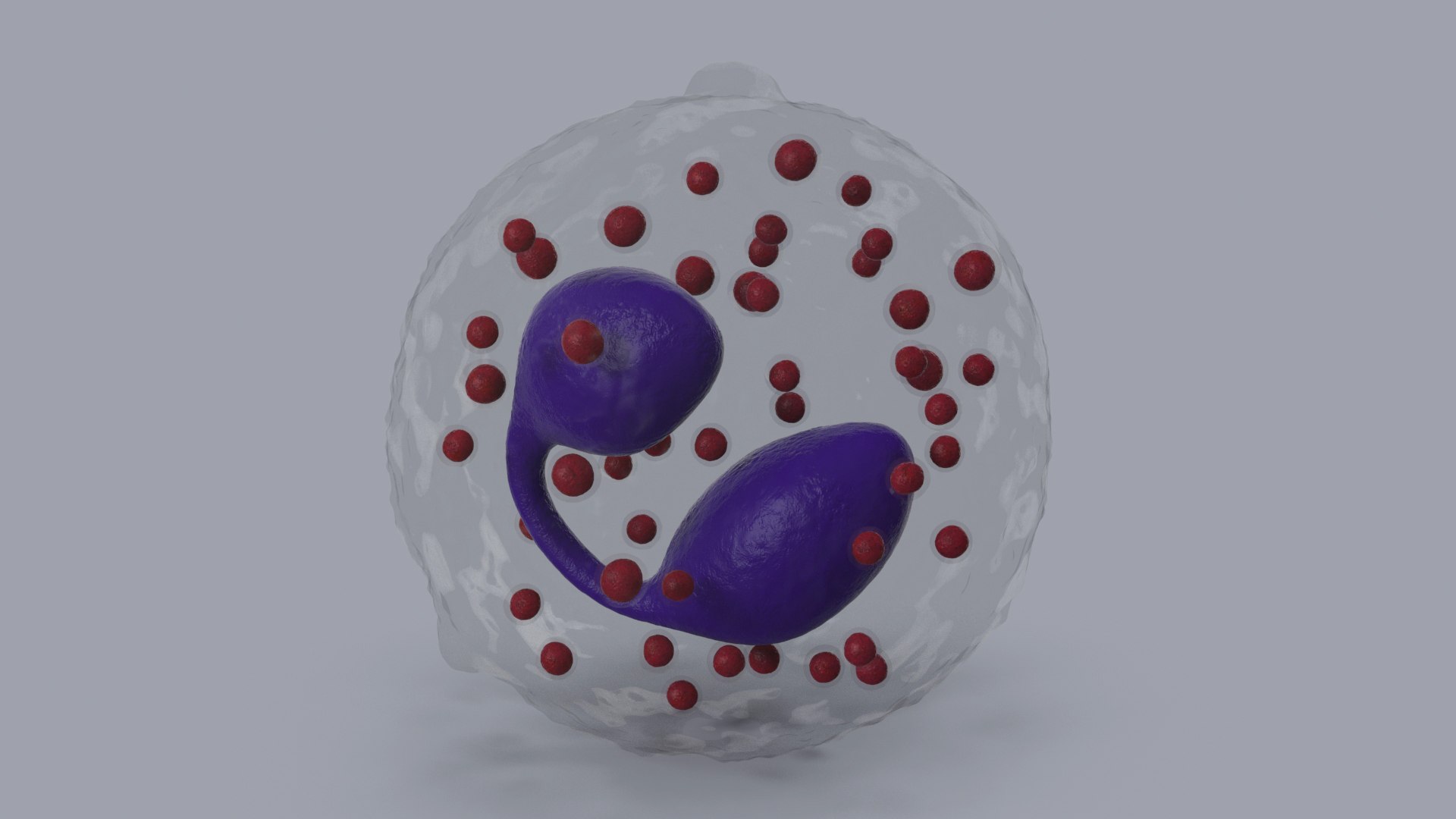 Eosinophil Blood Cell 3D Model - TurboSquid 2131829
