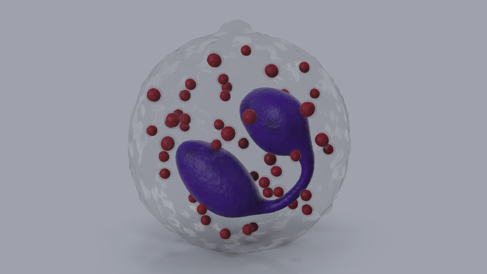 Eosinophil Blood Cell 3D Model - TurboSquid 2131829