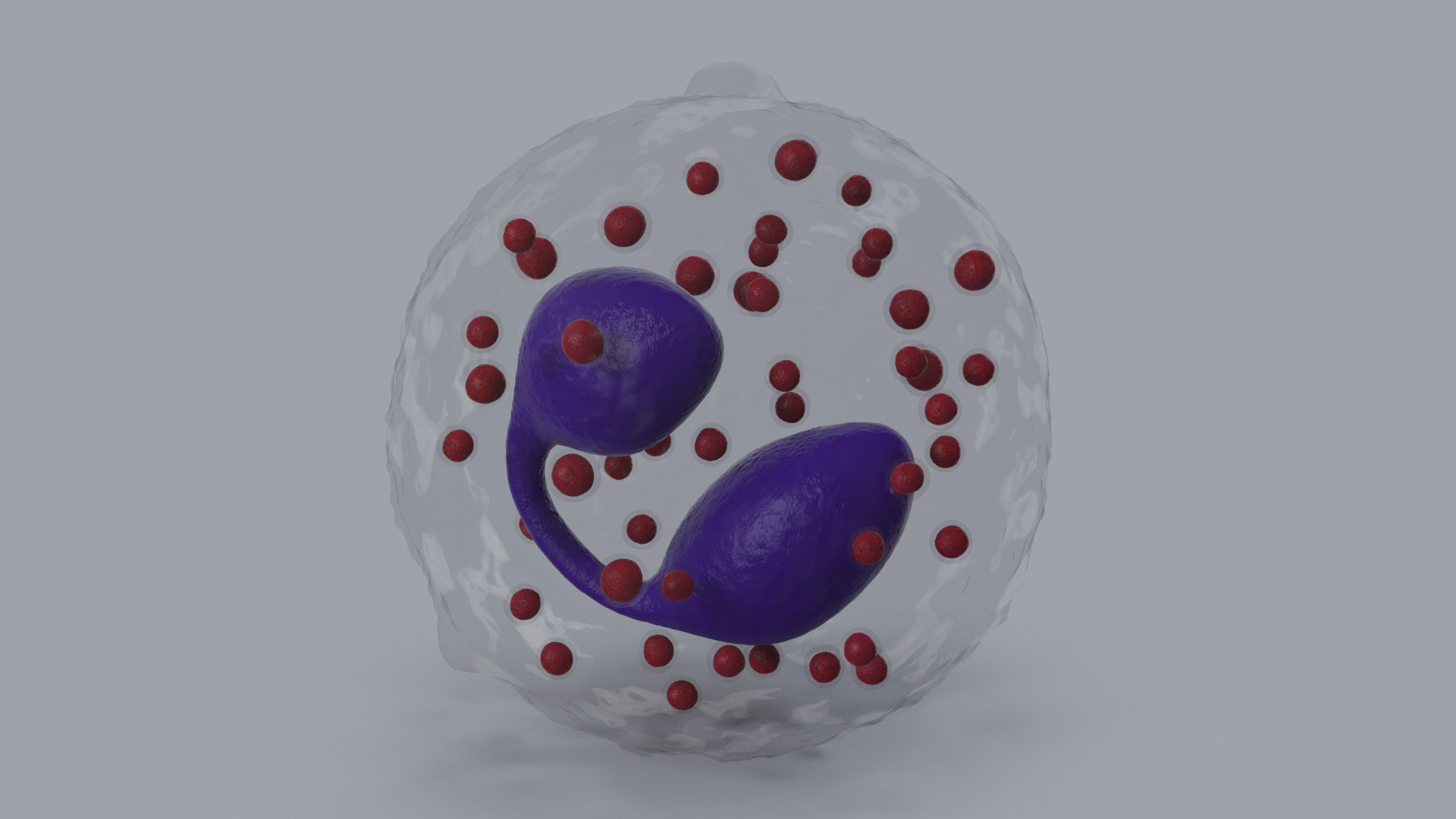 Eosinophil Blood Cell 3D Model - TurboSquid 2131829