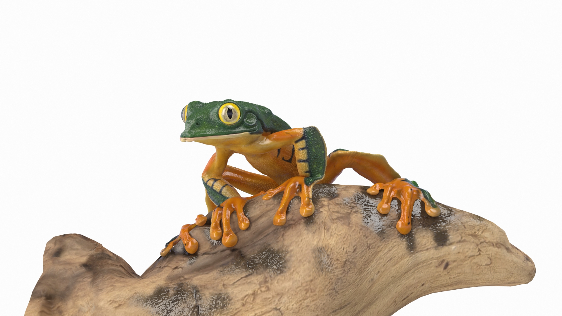 3D Splendid Leaf Frog Animated Model - TurboSquid 2148202