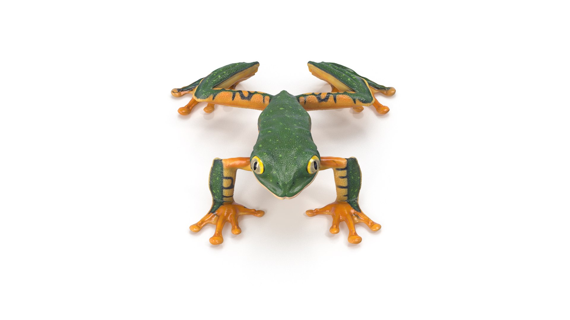 3D Splendid Leaf Frog Animated Model - TurboSquid 2148202