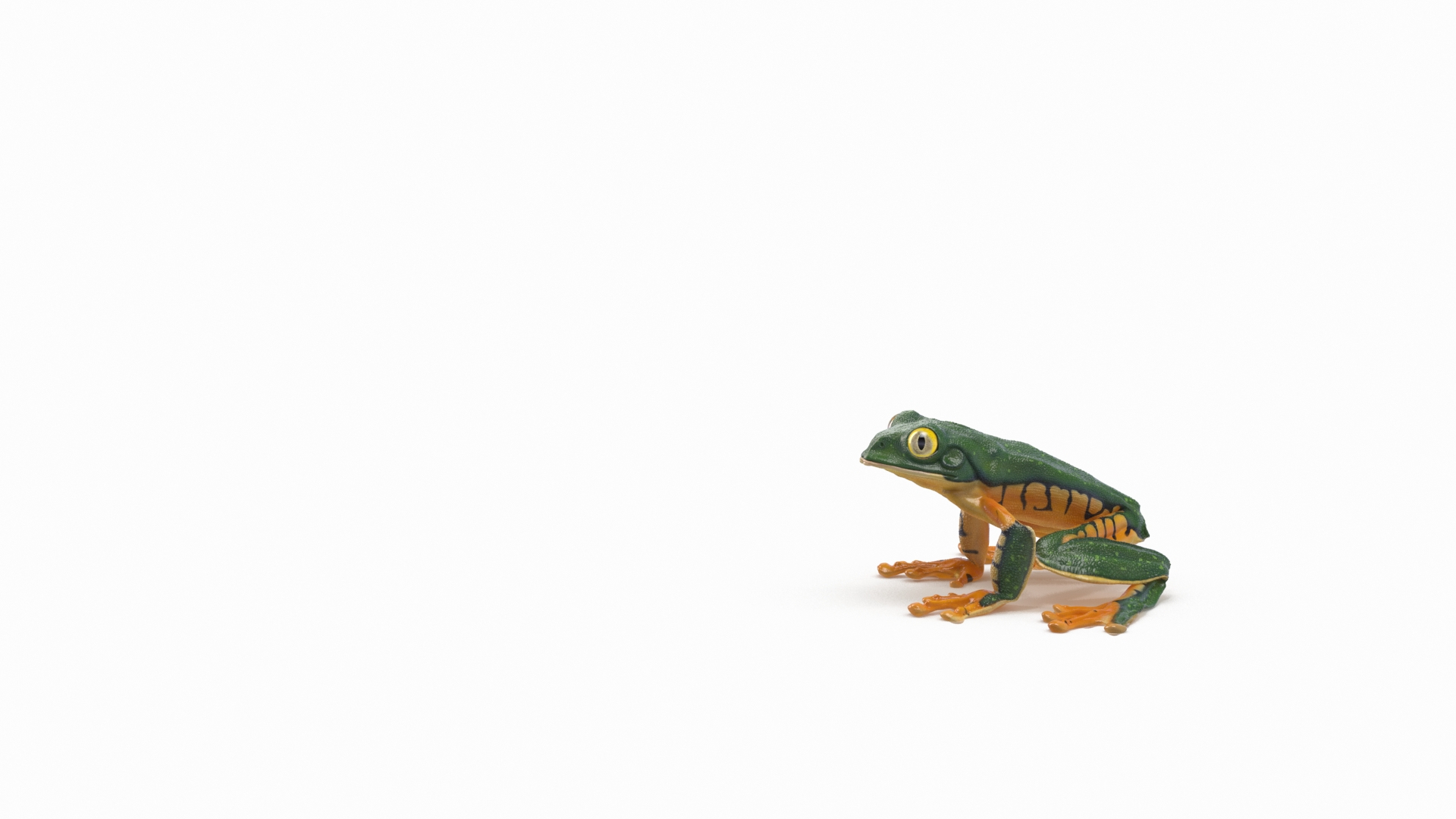3D Splendid Leaf Frog Animated Model - TurboSquid 2148202