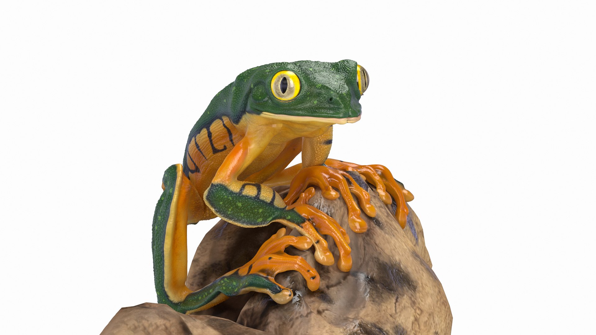 3D Splendid Leaf Frog Animated Model - TurboSquid 2148202