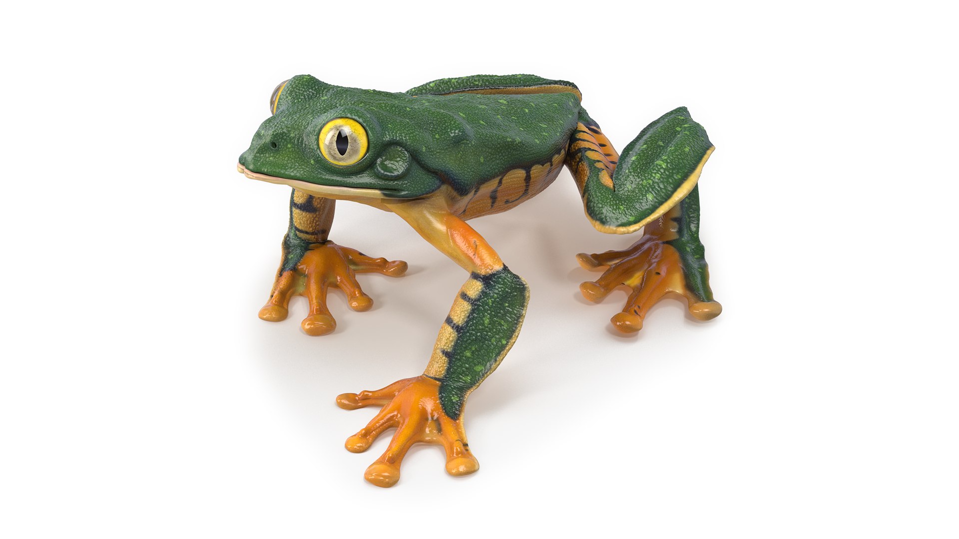 3D Splendid Leaf Frog Animated Model - TurboSquid 2148202
