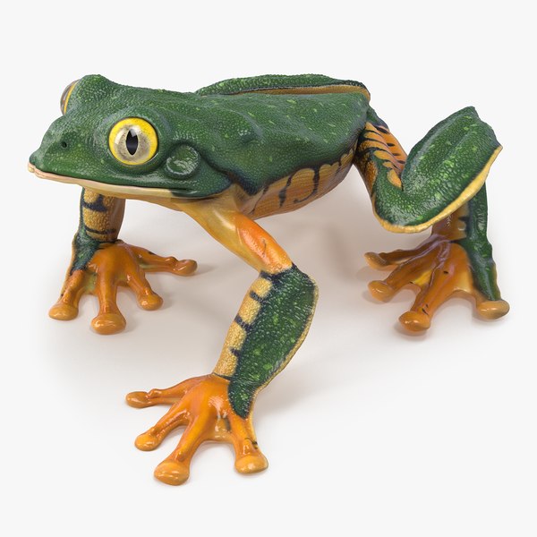 Free 3D Frog Models | TurboSquid