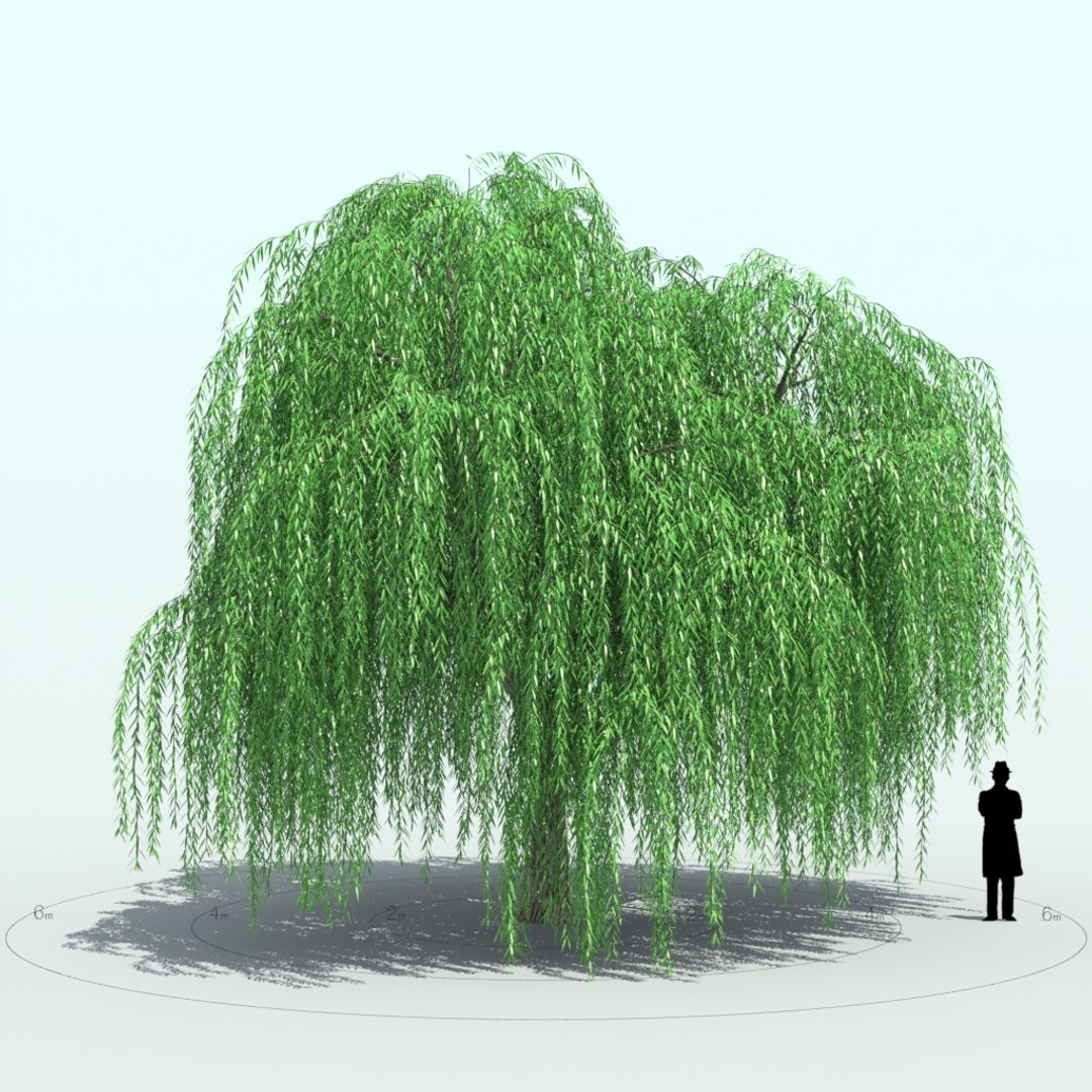 Willow Tree 3d X