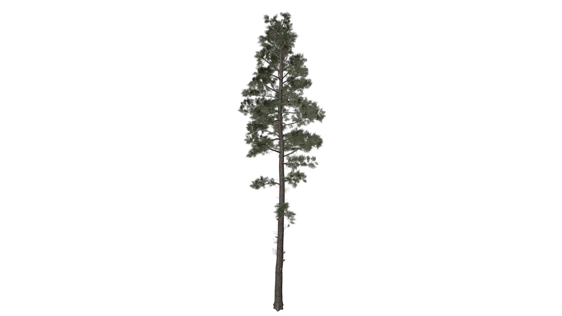 Scots Pine Tree - 01 - 3D Model - TurboSquid 2374122