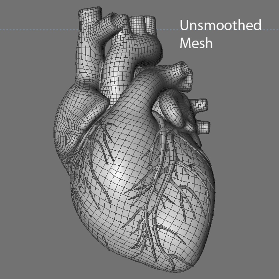 3d Model Human Heart