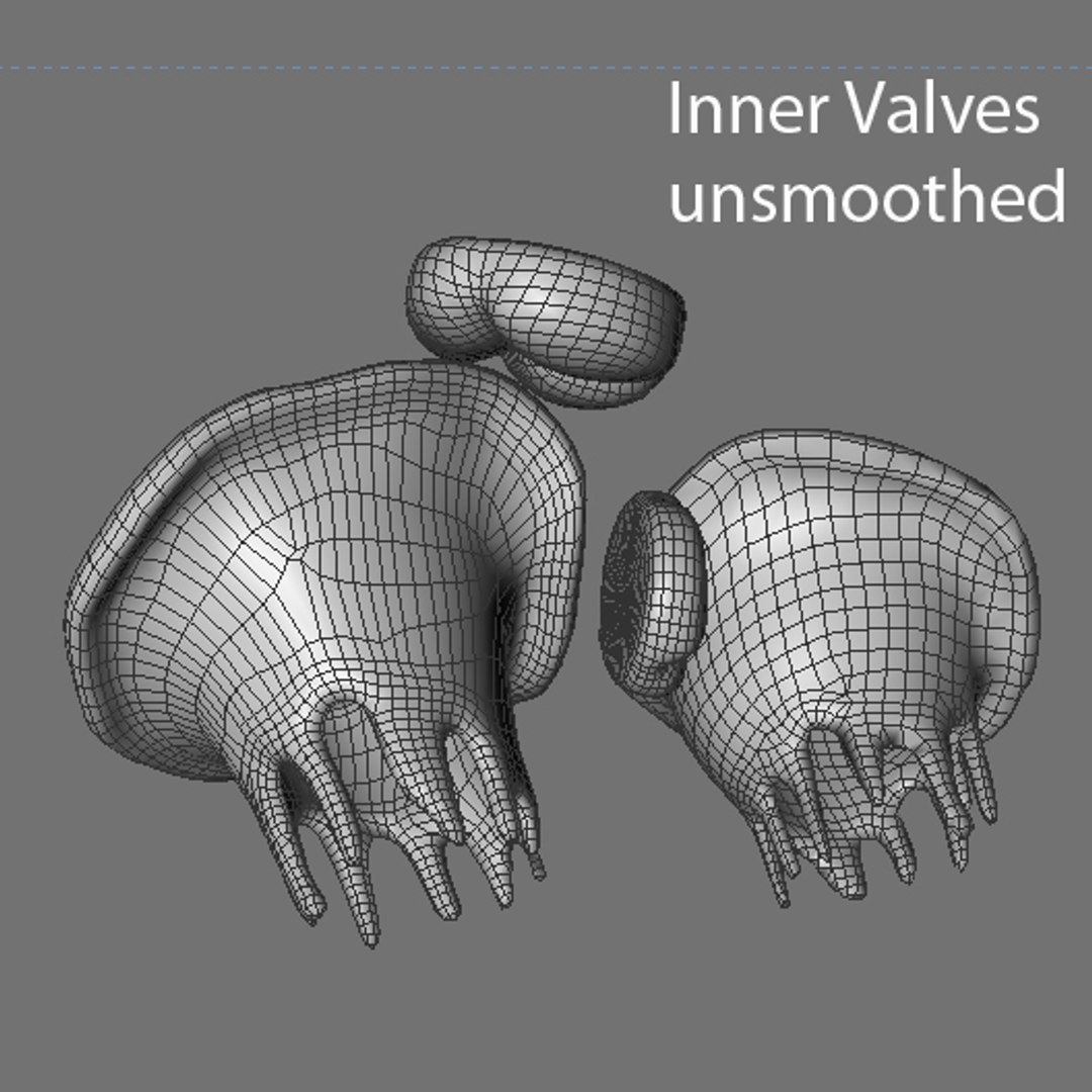 3d model human heart