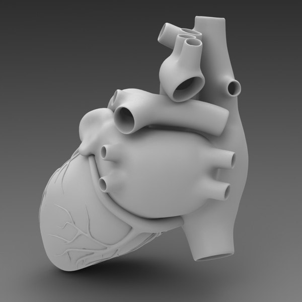 3d model human heart