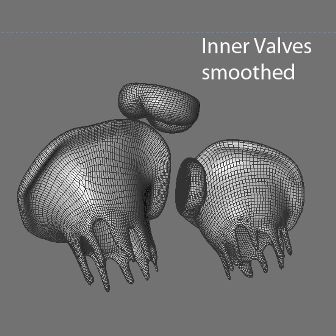 3d model human heart