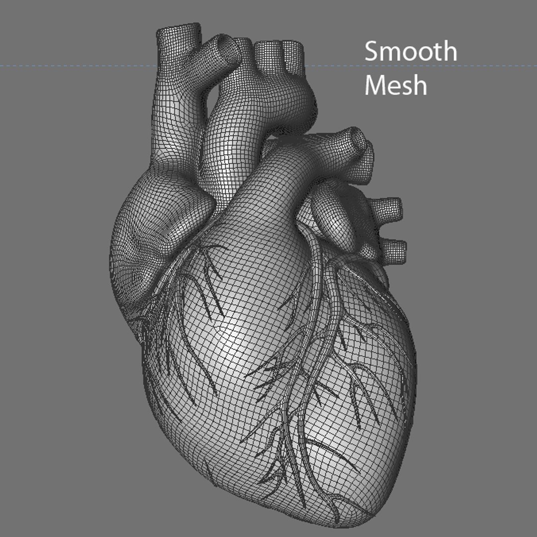 3d Model Human Heart