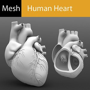 Low Poly Human Heart 3D Models For Download | TurboSquid